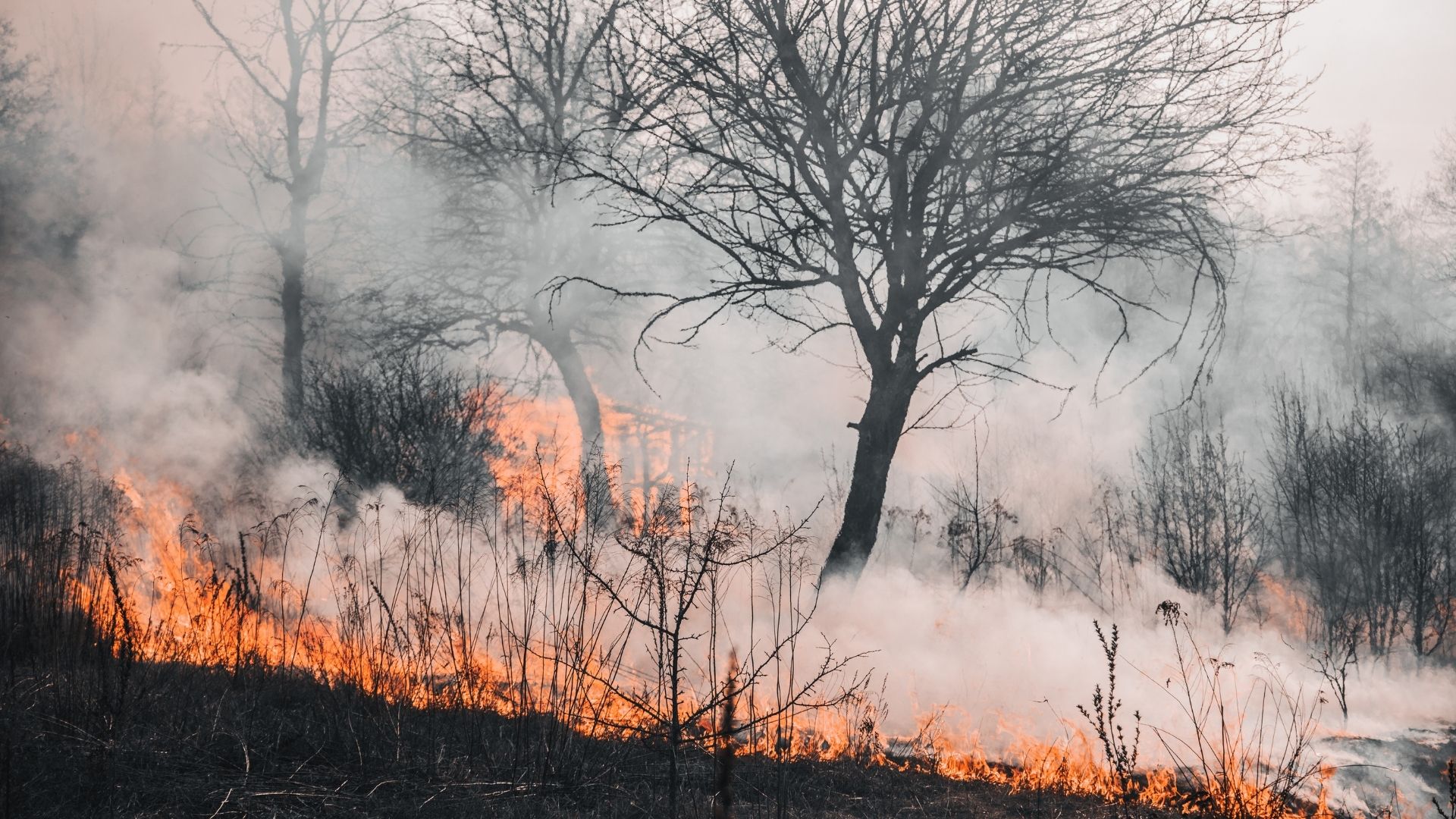 Kebakaran Hutan dan Lahan di Bengkalis Riau - newsrtv