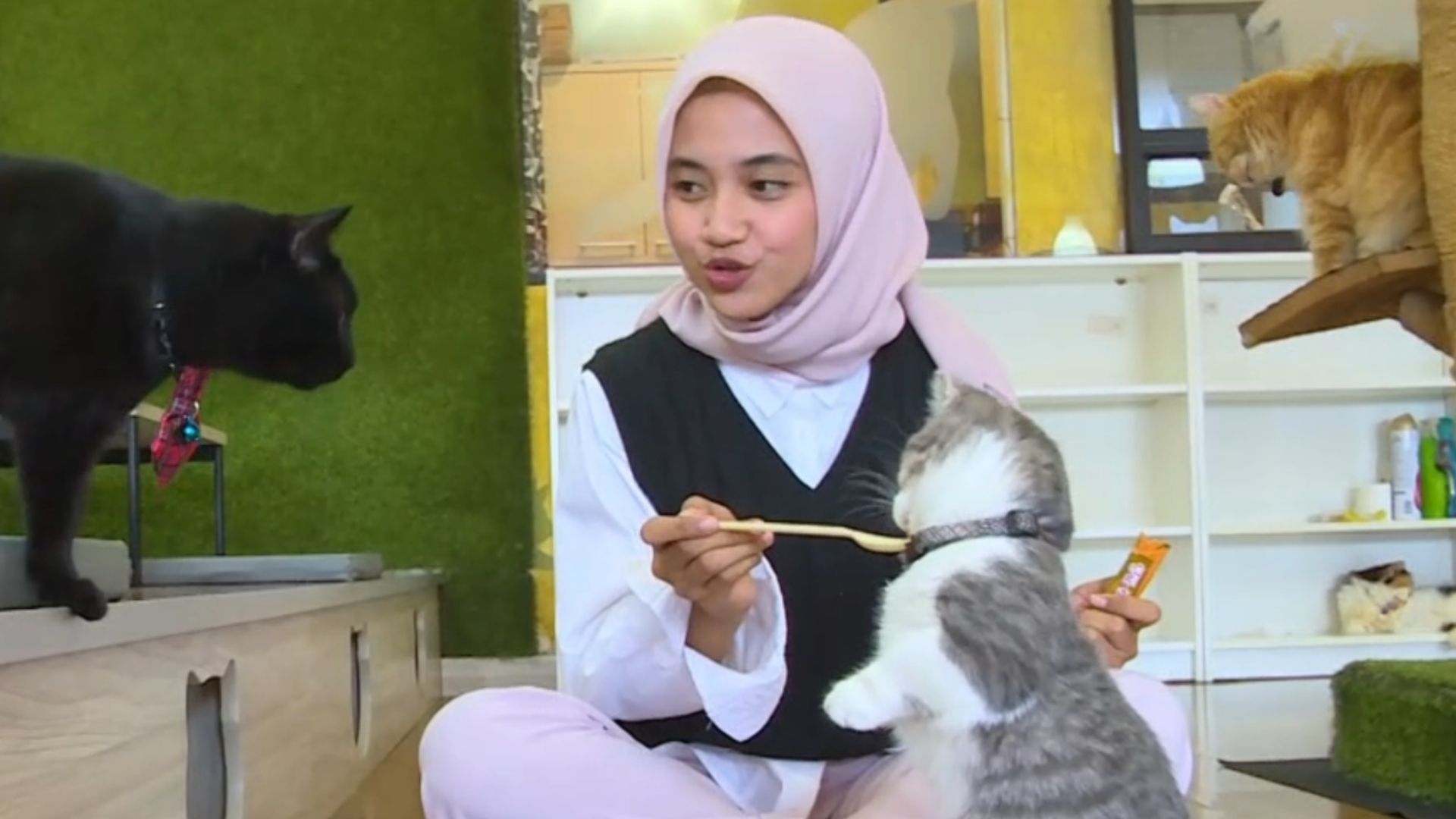 Serunya Nongkrong di Kafe Bareng Kucing - newsrtv